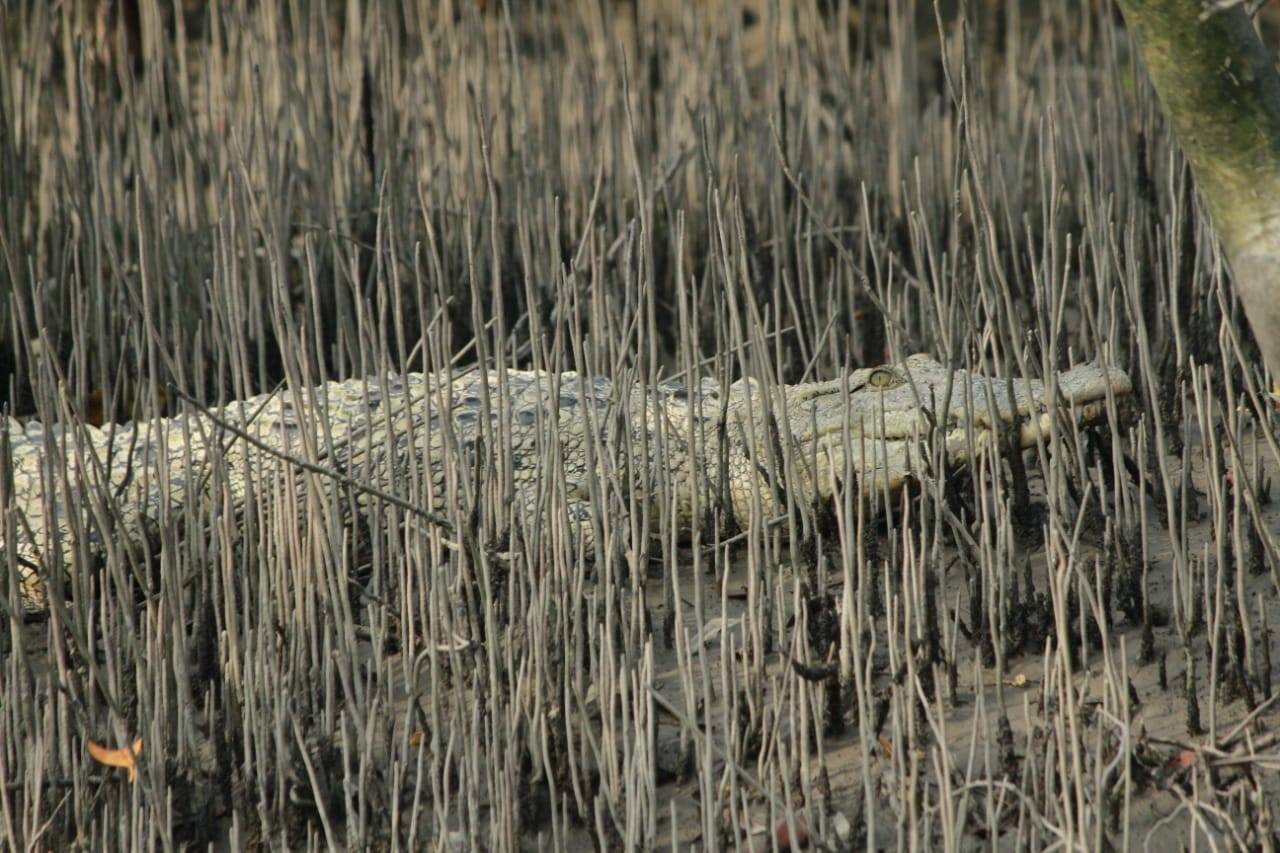 Sundarban Tour 2021 (Godkhali To Godkhali) - Normal | Tuas Travels